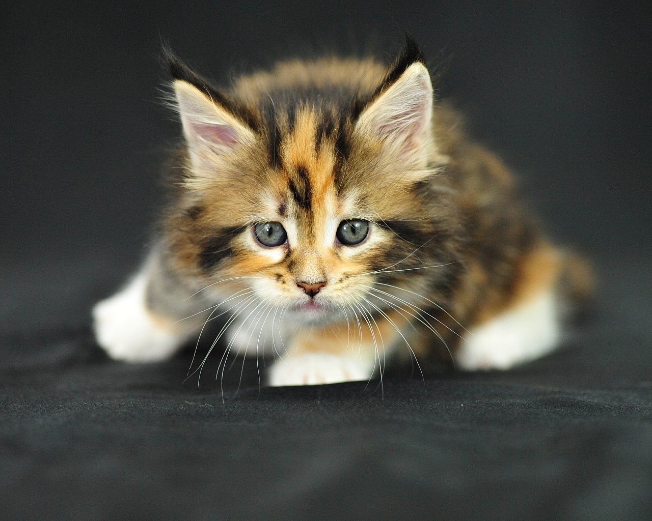 videos_Reiki Timer #9 with Relaxing Harp Music - 26 x 3 Minute Bell Timers.mp4