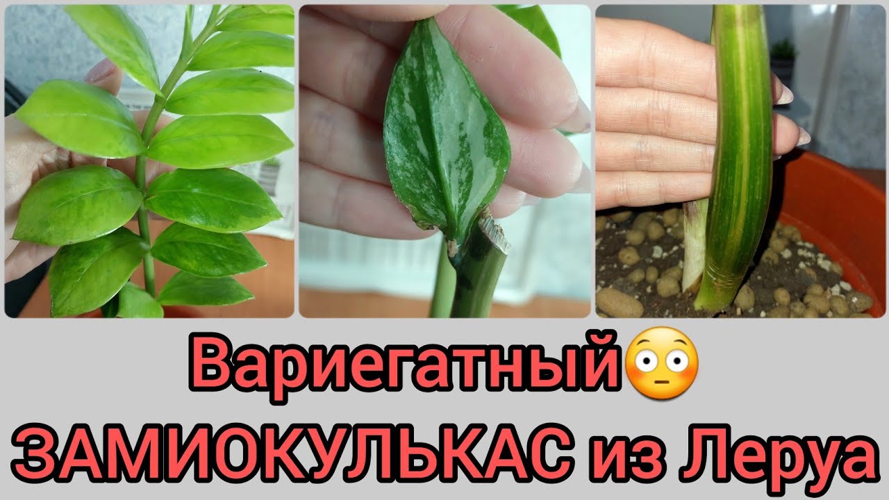 Вариегатный? #ЗАМИОКУЛЬКАС из #ЛеруаМерлен ?Заглянем в #корни? #пересадка #обработка #грунт #горш