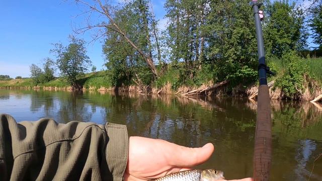 голавлик на тенкару