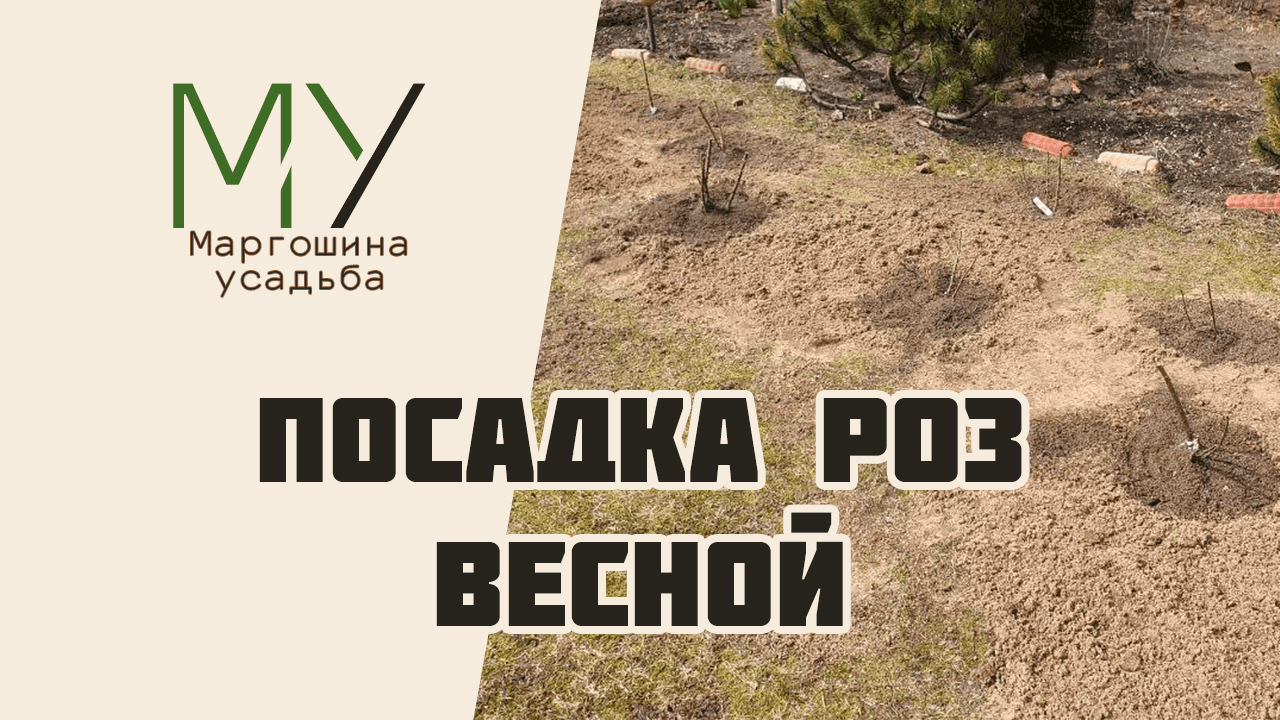Посадка роз весной. Обзор рассады в середине апреля