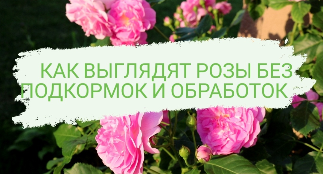 КАК ВЫГЛЯДЯТ РОЗЫ БЕЗ ПОДКОРМОК И ОБРАБОТОК ?