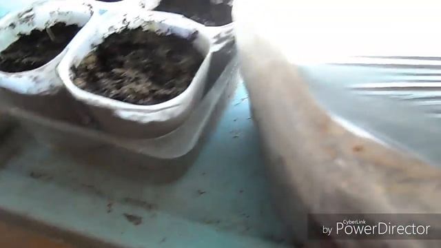 Посевной сезон 2019. Усадьба Романовых.