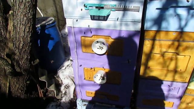 перевожу пчел на ячейку 4,6 - 5,0 мм, часть 53, отличная зимовка пчел, первый облет 31 марта при +10