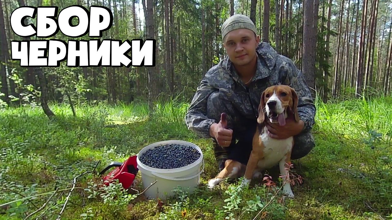 ПОХОД В ЛЕС ЗА ЧЕРНИКОЙ С БИГЛЕМ АРЧИ