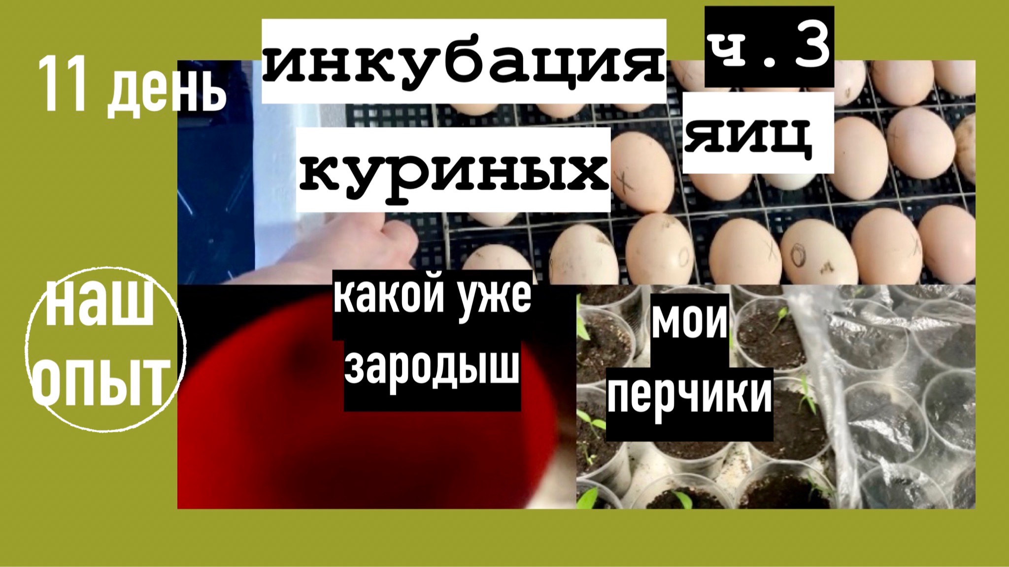 Инкубация куриных яиц ч.3/Зародыш в яйце/ Моя рассада/