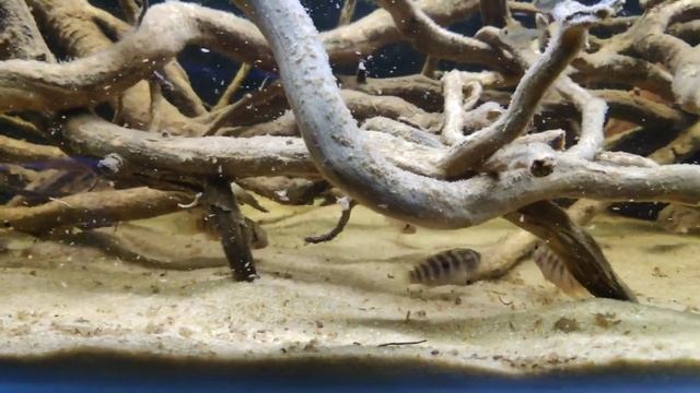 Pristella maxillaris.mp4