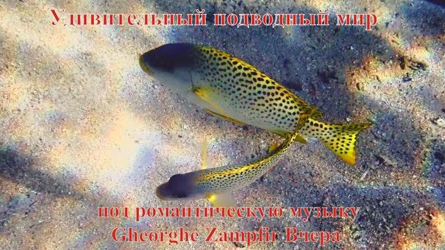 Удивительный подводный мир Ворчун чернопятнистый сладкогуб под музыку Gheorghe Zampfir Вчера