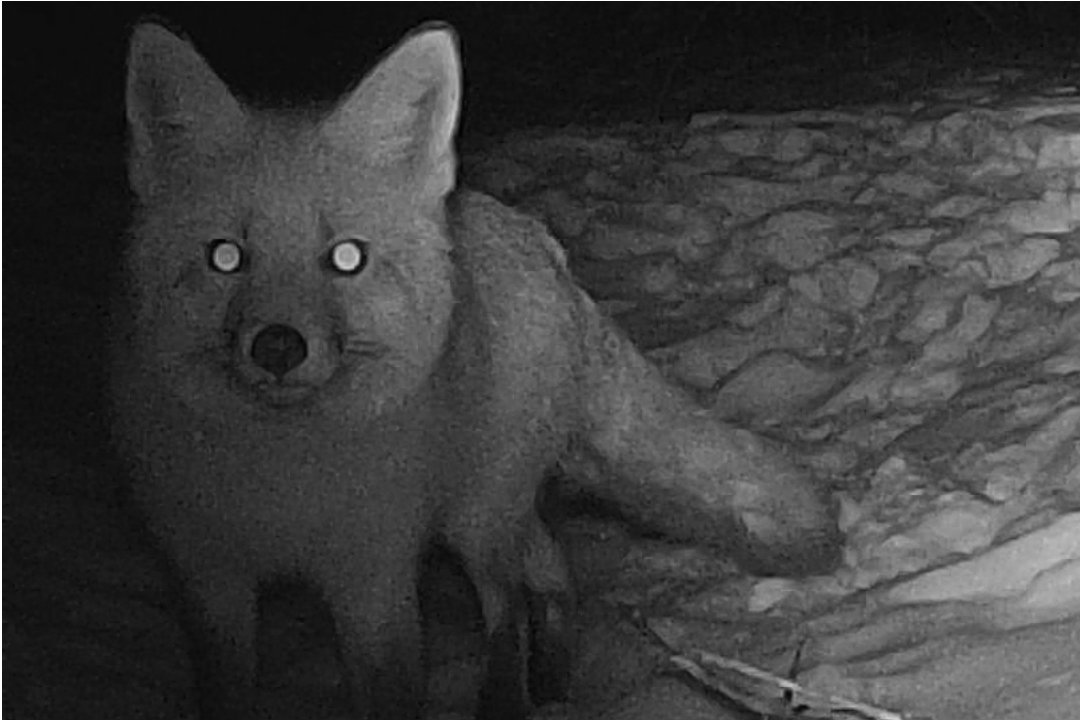 Снова зима и мы снова кормим лисенка