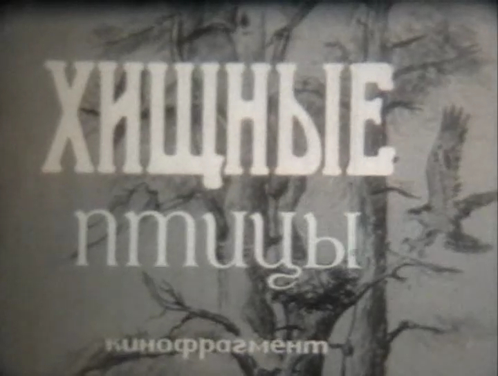 Хищные птицы