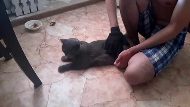 Чешем кота. Перчатка для вычесывания шерсти.