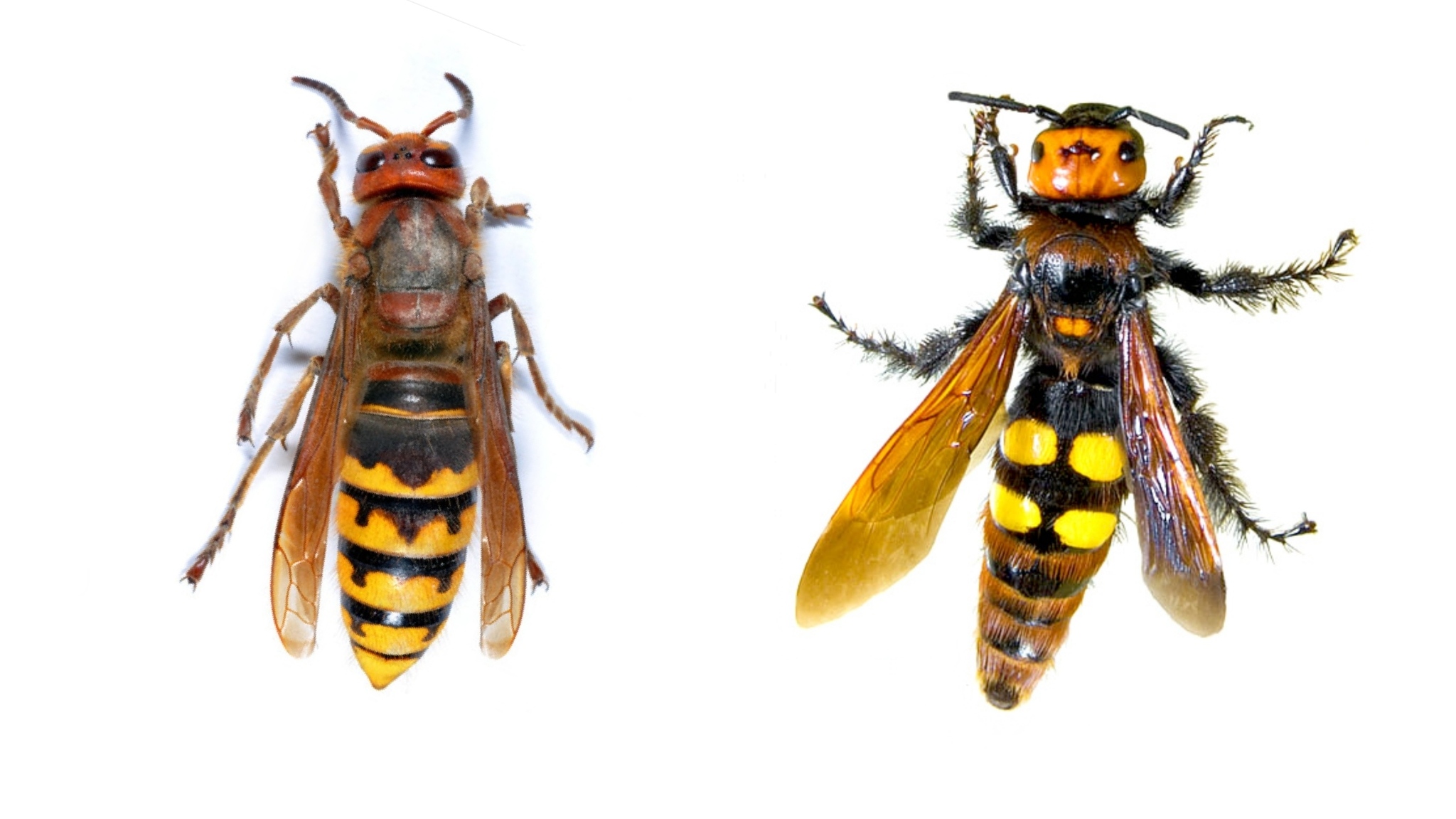 Гигантские осы Черноземья. Наблюдение за насекомыми.