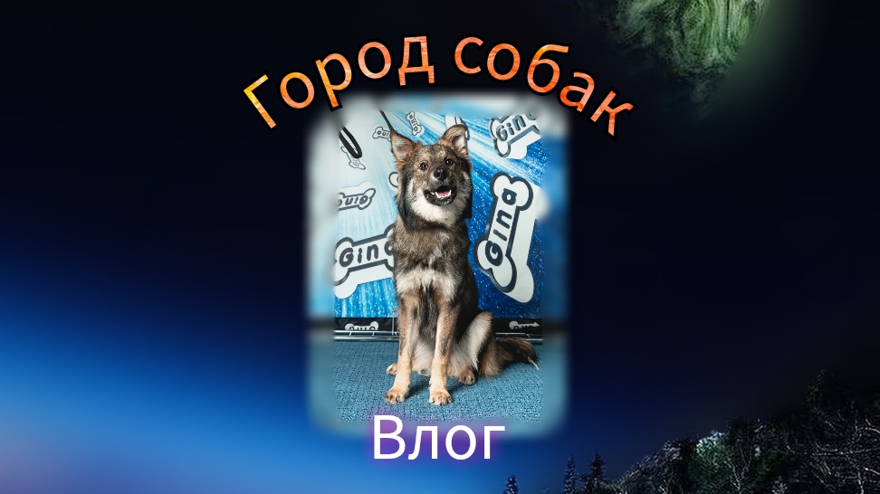 Влог: Город Собак.