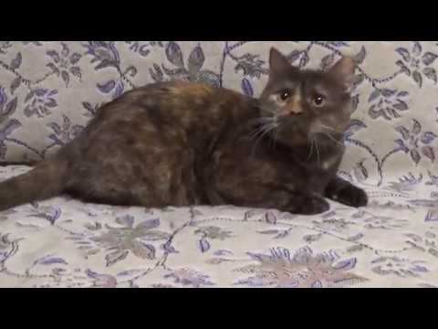 Британские котята из питомника Reign Of Fire