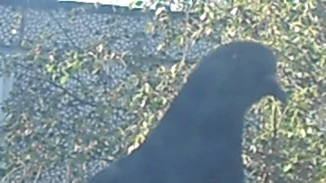 Голубь крупным планом 564453485