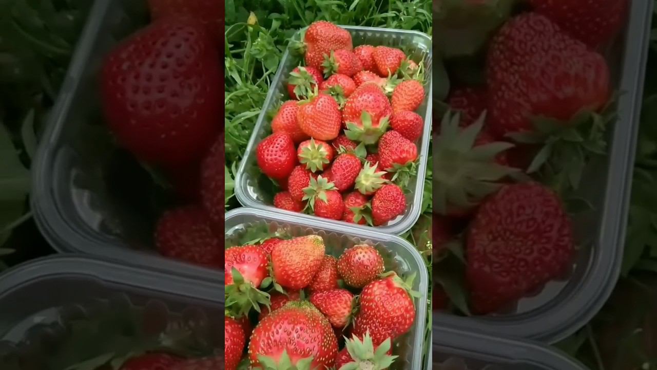 Клубники много не бывает