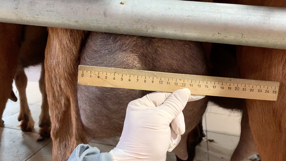 Высокоудойные альпийские козы