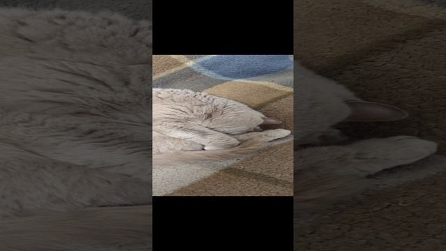 Две креветки ??