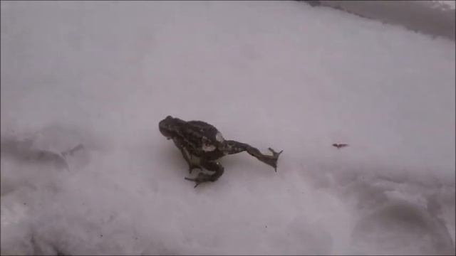 Из кладовой любимого писателя. М. М. Пришвин "Лягушонок"