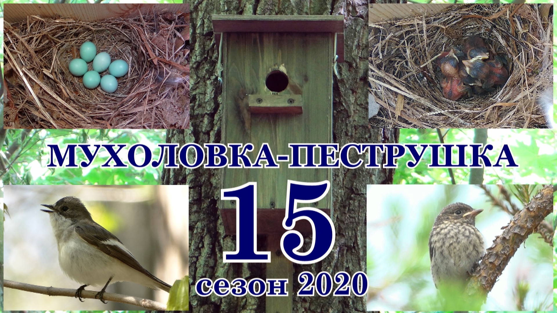 От гнезда до птенца. Хроника событий. Мухоловка-пеструшка. (Ficedula hypoleuca) 15 серия. Сезон 2020