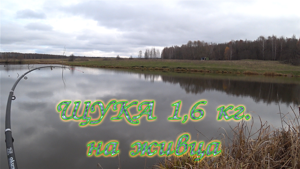 Поймал щуку на живца! Вываживание осенней щуки на маленьком пруду! Щука весила 1,6 кг.