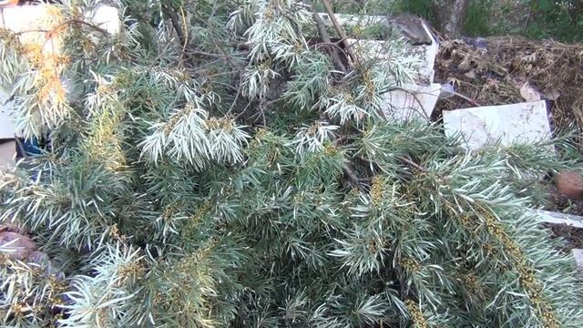 Арбузы растут Облепиха сломилась