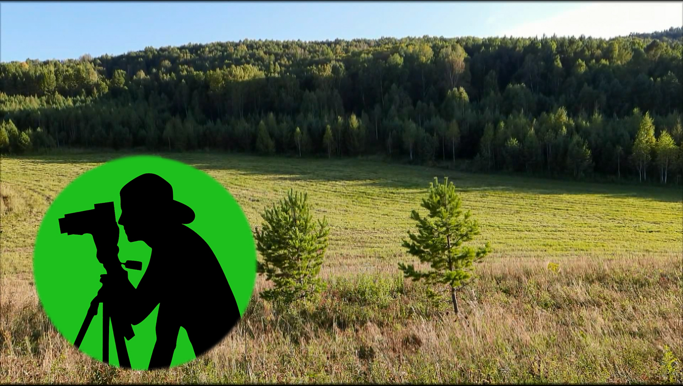 Звучание летнего поля / Пение птиц и стрекотание насекомых в траве для отдыха и крепкого сна