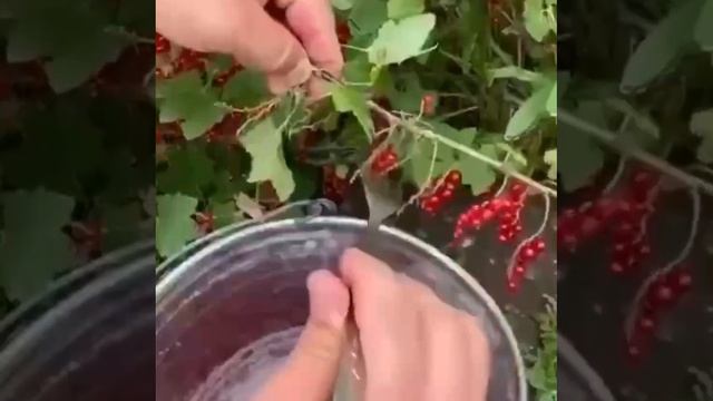 ? Быстро и просто собираем красную смородину