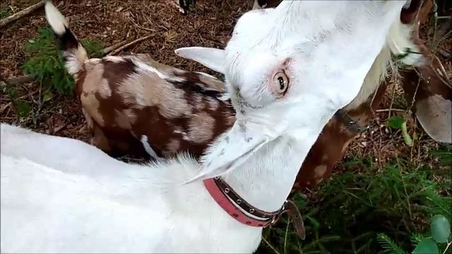 Козлиное лакомство...