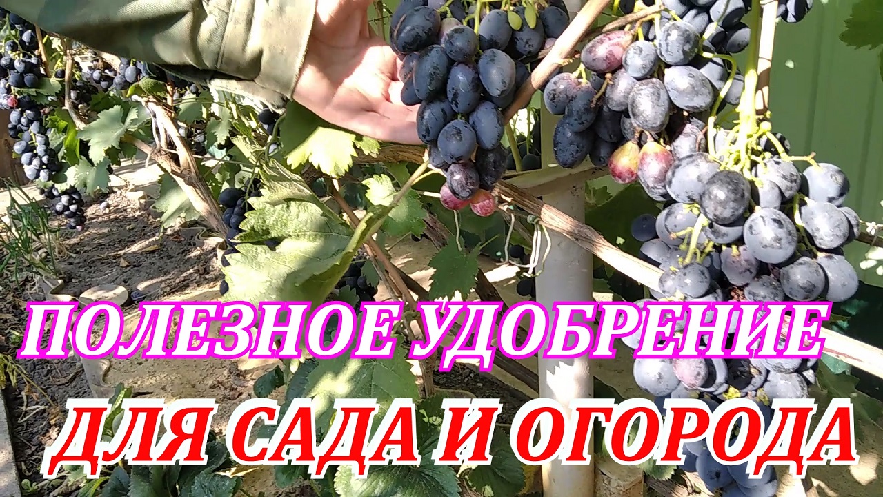 Подкормка винограда осенью.Какие удобрения вносить осенью.Полезные удобрения для сада и огорода.