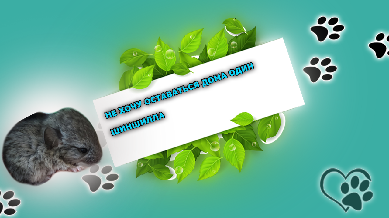 НЕ ХОЧУ ОСТАВАТЬСЯ ДОМА ОДИН|ШИНШИЛЛА