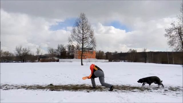 Бордер-колли Мышь - флип, вольт, каскад.mp4