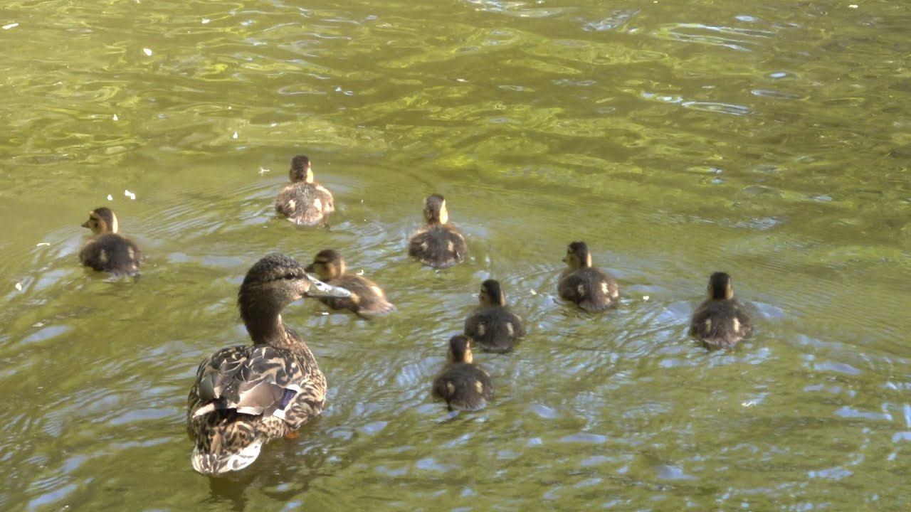 Утята  - 1 неделя (20.05.2023)