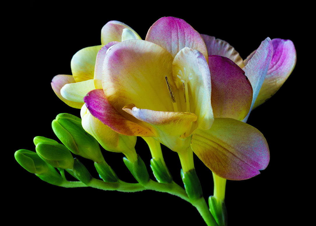 «Фрезия» РЕЛАКС АРТ-ТЕРАПИЯ ИМПРОВИЗАЦИЯ композитор Виктор Анохин #piano #instrumentalmusic #цветы