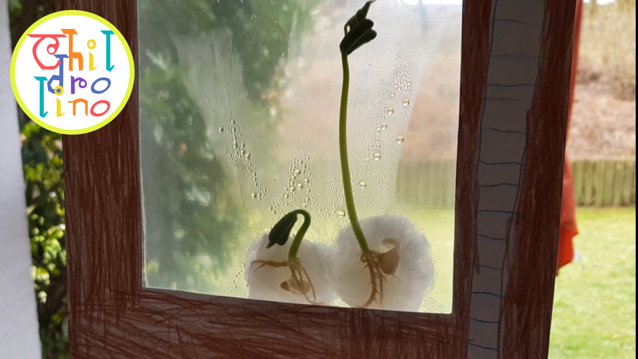 Как растут растения для детей. Чилдролино и бобовый стебель.