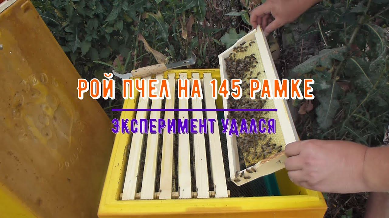 Проверяем Рой пчел на рамке 145 спустя 2 недели.