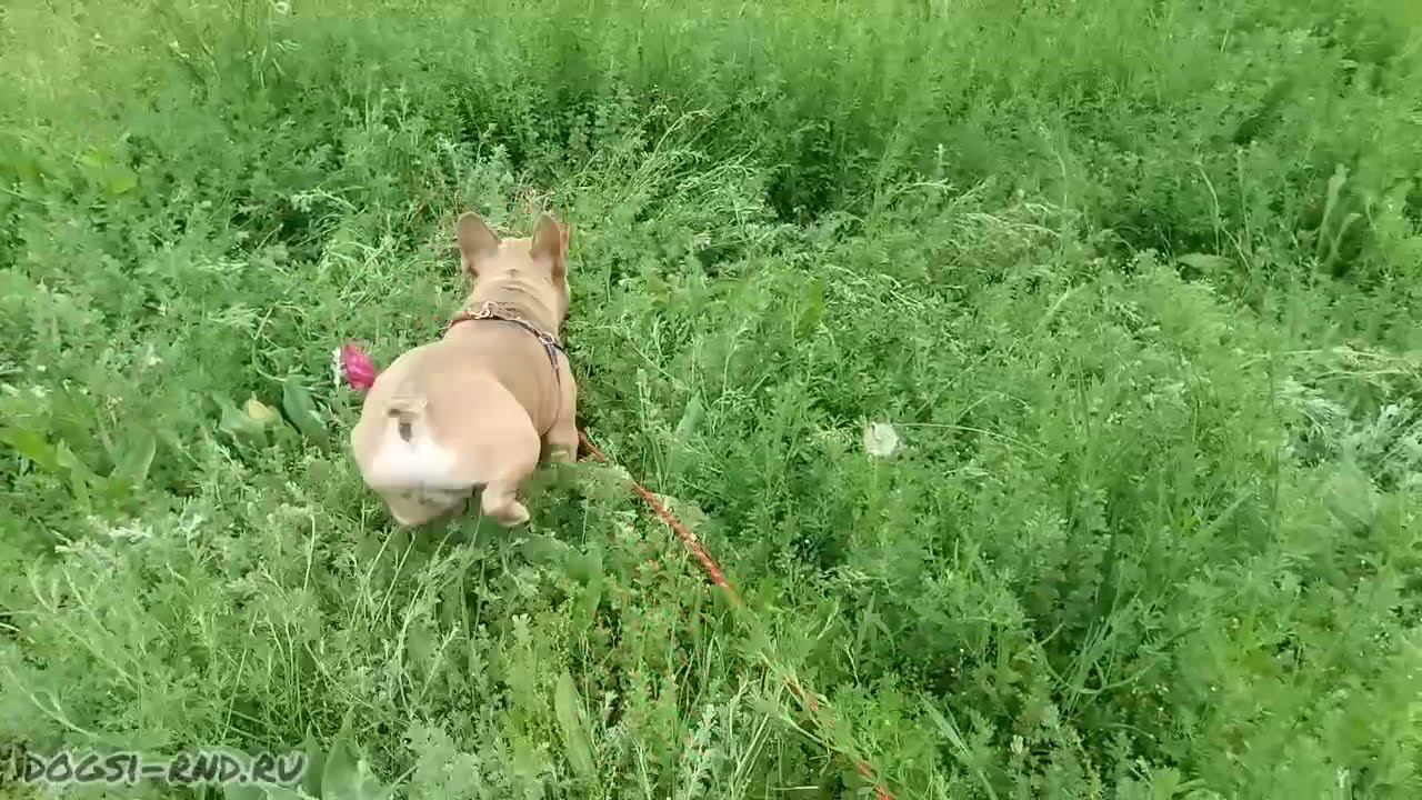 Г - Грациозность. Высокая трава, и бульдог превращается в лань! ))