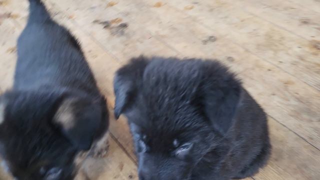 щенки Рыси и Кензо