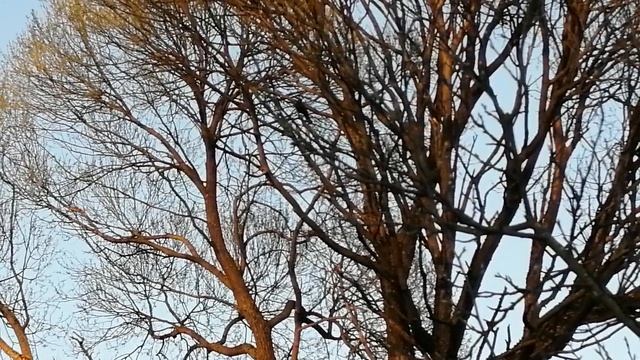 Пение птиц. Звуки природы.