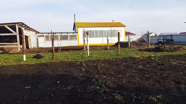 Купил саженцы, будет грушевый сад. 11апреля 2024.