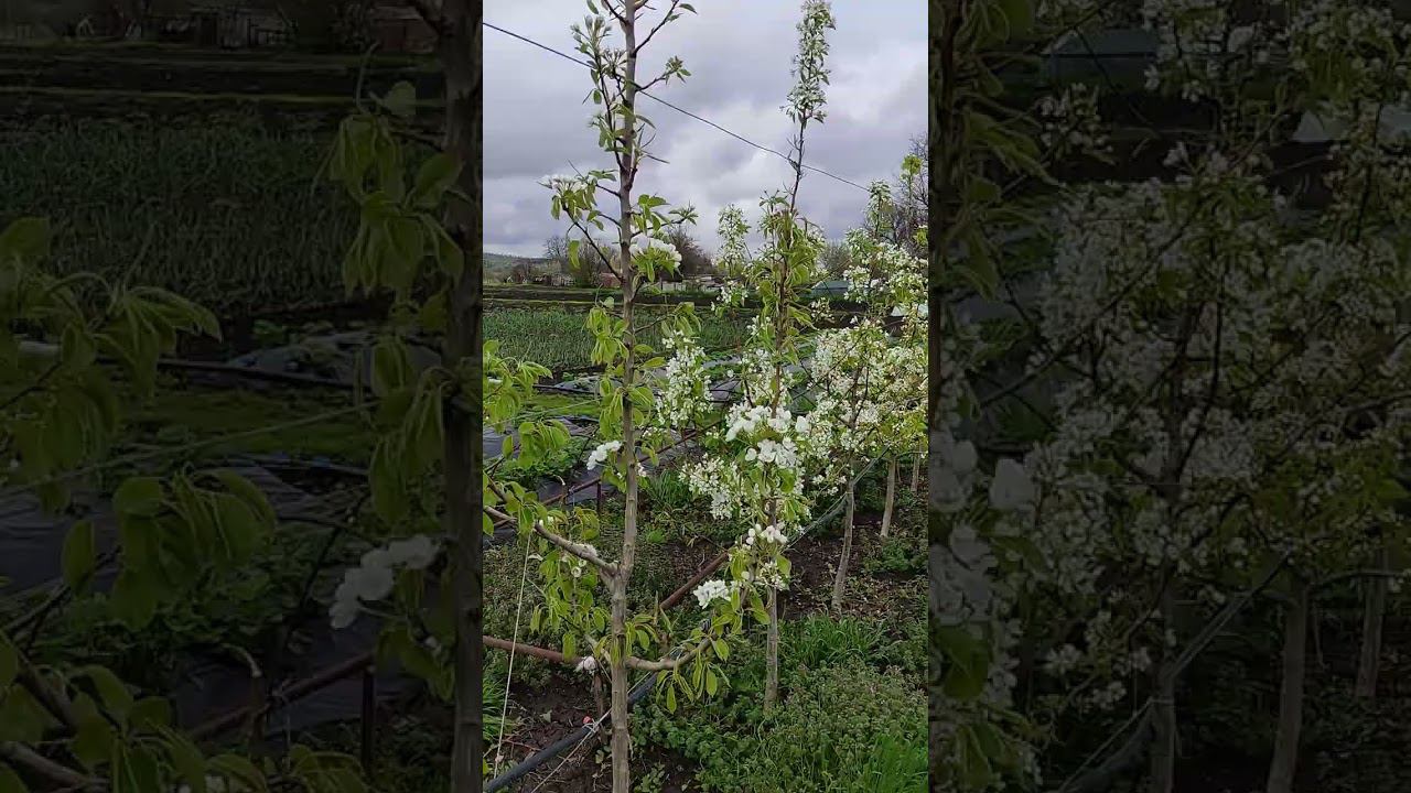 Все цветёт...