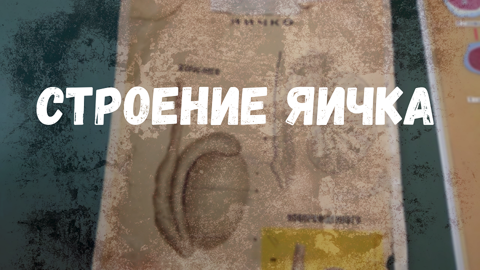 Строение яичка (ЗБМК)