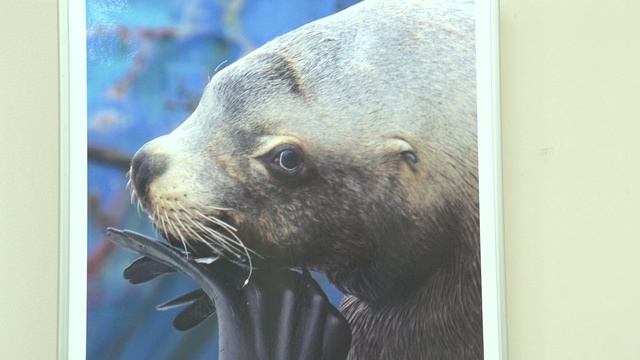 Фотовыставка народного фотоклуба «Камчатка» «Камчатка в объективе».