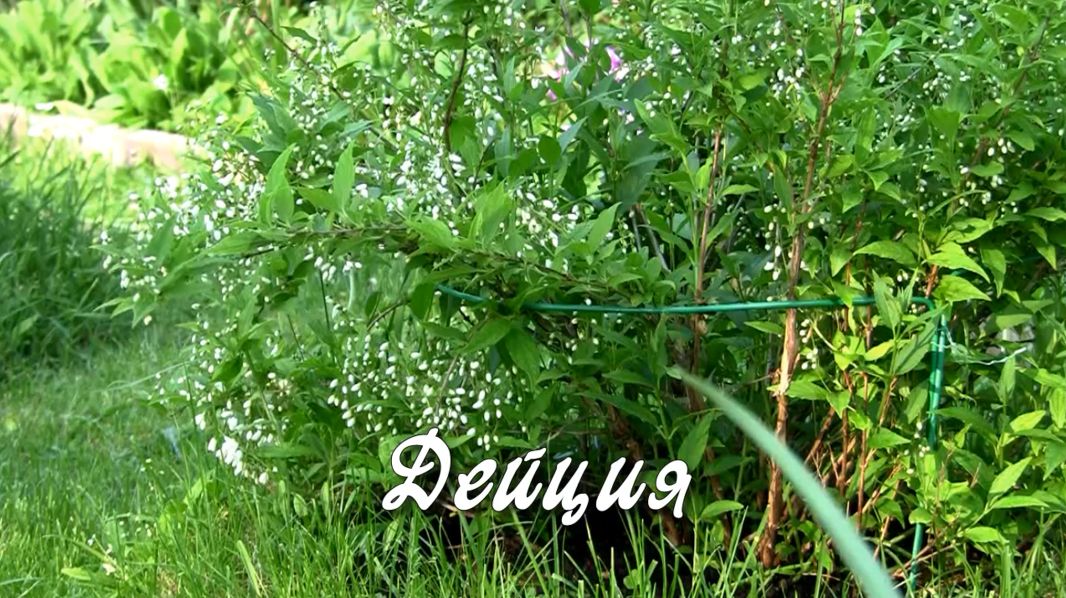 Дейция (Белые цветы). Дачные картинки 2022.mp4