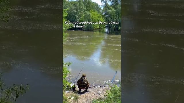 Крупнейший лосось 🍣
