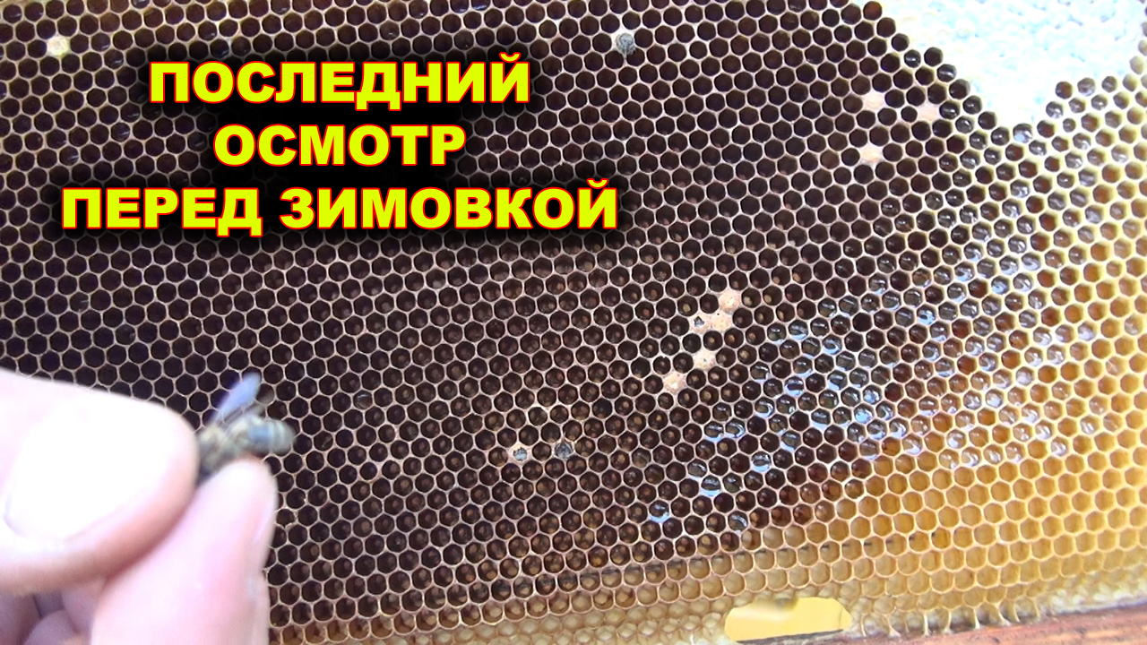 Осмотр и сокращение семей в зиму.