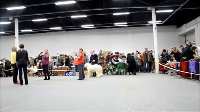 Наши домашние питомцы. Южнорусская овчарка ТОМИЛА на выставке Возрождение Бис 28.02.2016