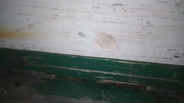 Сходил к пчелам 4 января.mp4