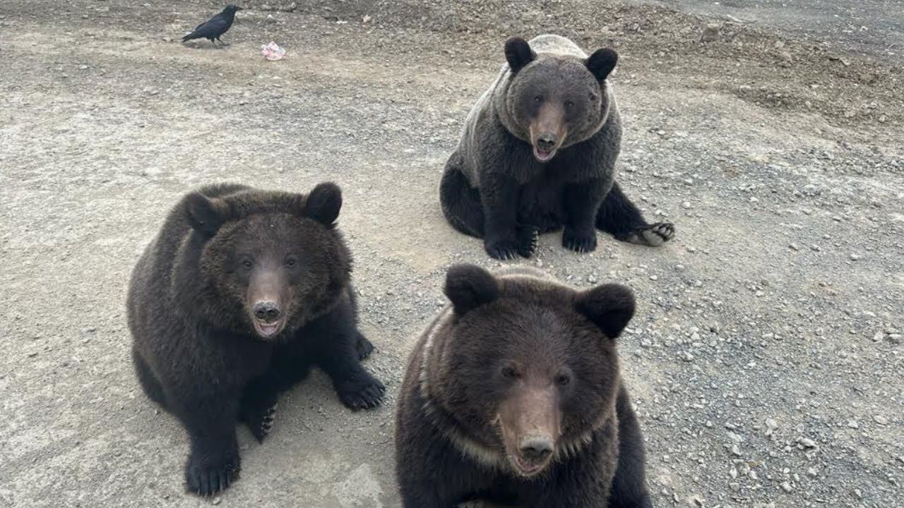 Суровые условия при обслуживании техники ЧЕТРА? |СЕРВИС-ЧЕТРА| Якутия