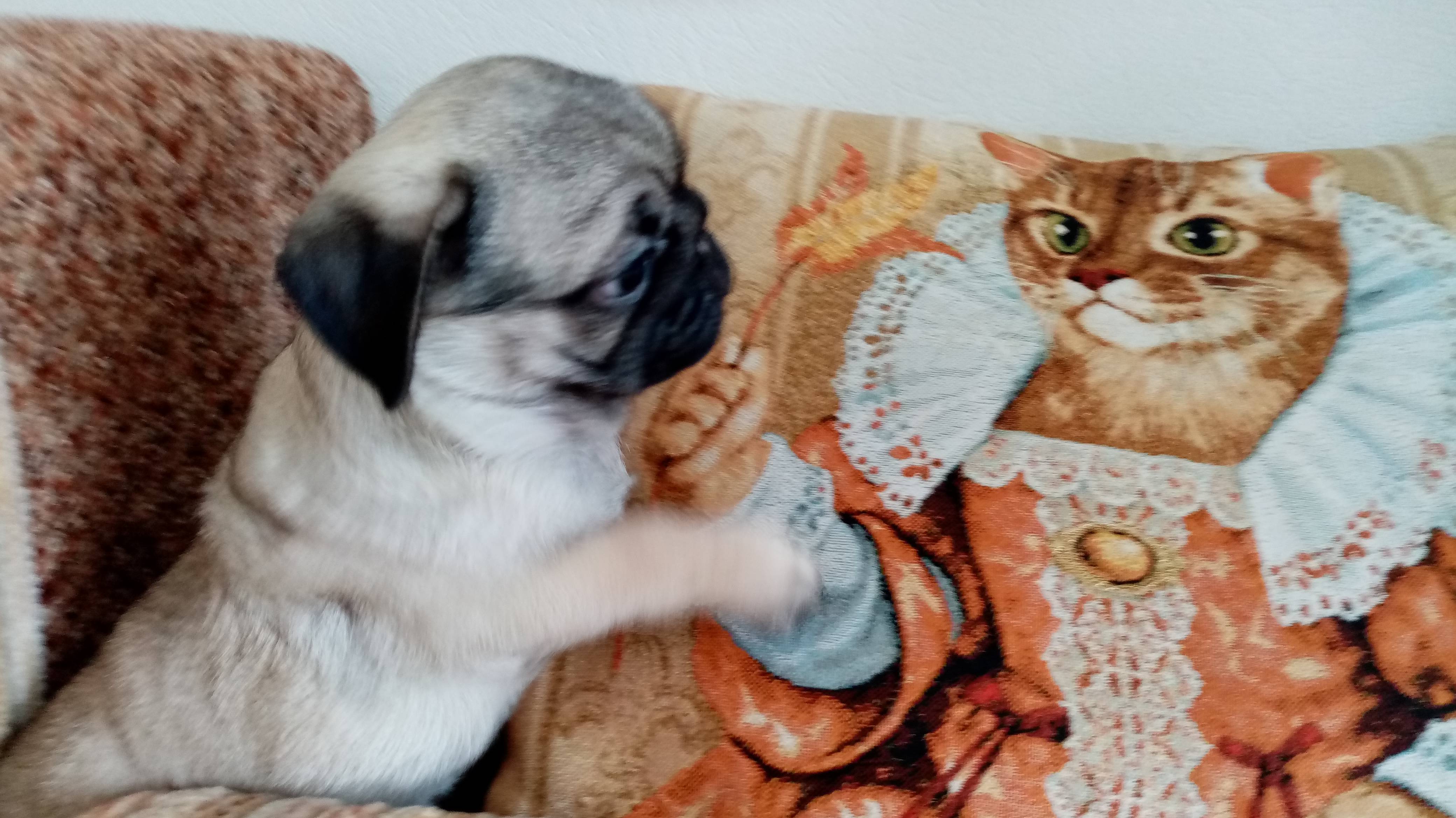 Выросли щеночки . . )#Мопсы2020
 разьехались по разным городам