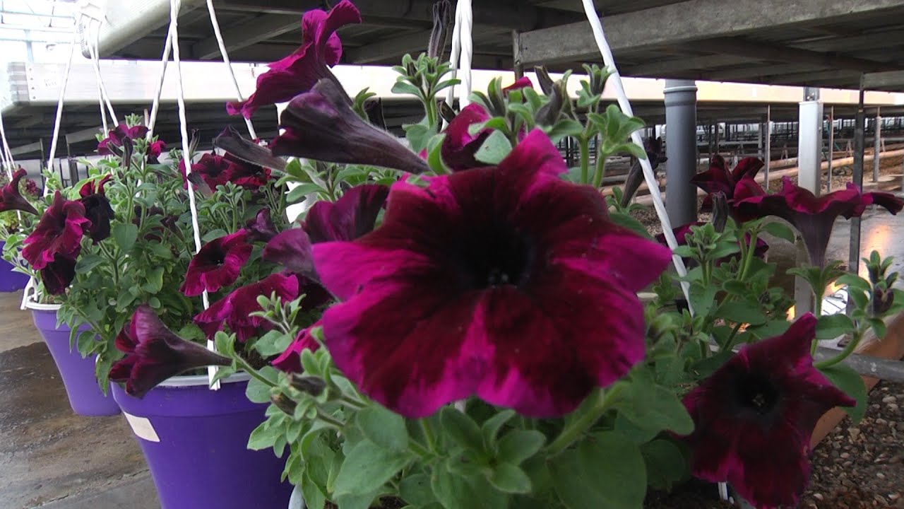 Здравствуй, дерево! #2